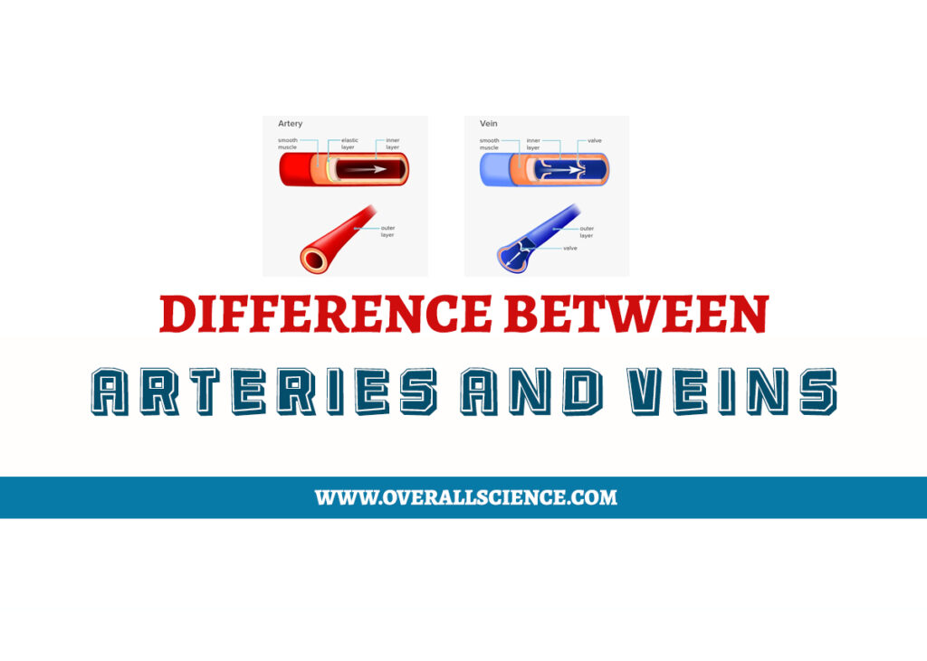 Differences Between Arteries and Veins - Overall Science