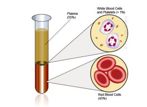Blood and its composition - Overall Science