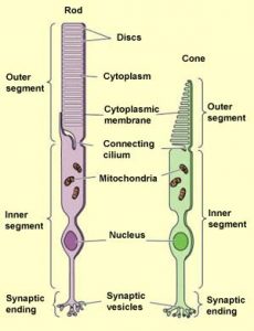 Differences between Rod cells and Cone cells - Overall Science