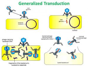 Generalized transduction and its process - Overall Science