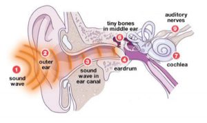 Mechanism of hearing and balancing - Overall Science