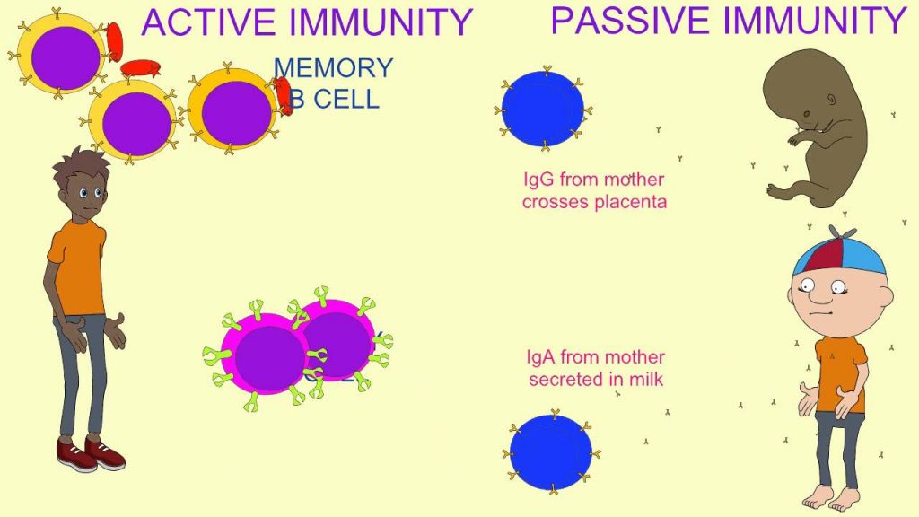 Physico-chemical barriers of innate immunity - Overall Science