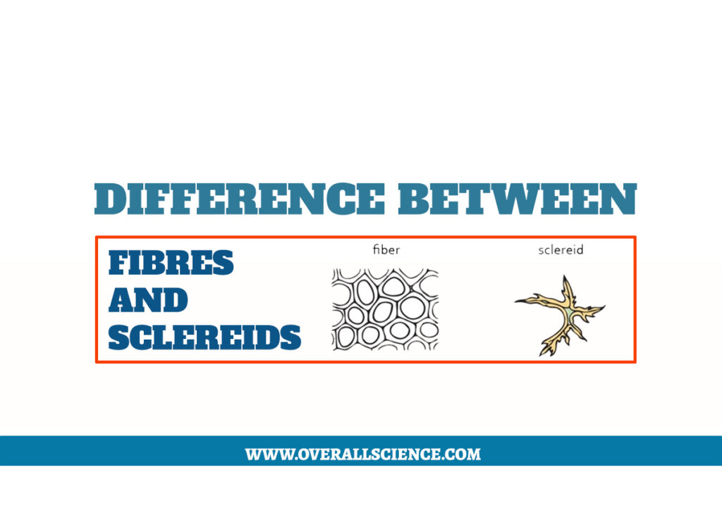 Differences Between Fibers and Sclereids - Overall Science